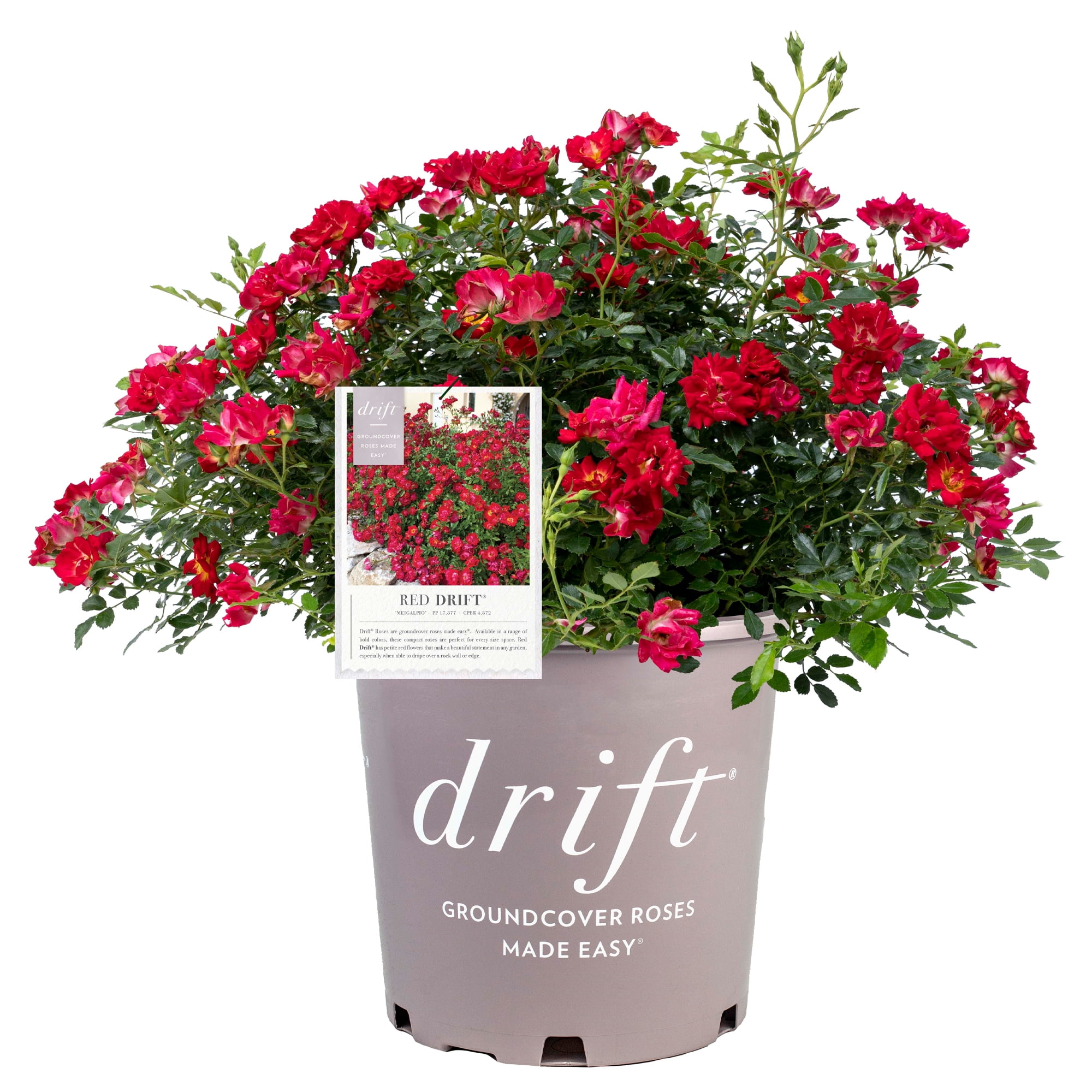 Drift Red Rose Live Shrub (2 Gallon) - Walmart.com