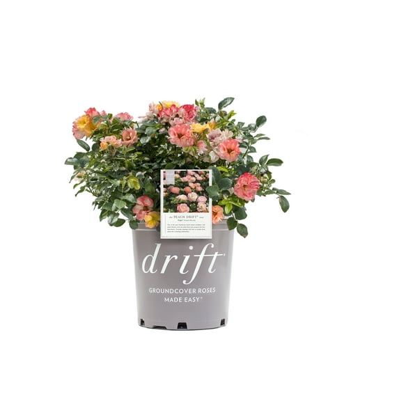 Drift Roses Peach Drift Rose, 1 Gallon Live Plant, Soft Peach Flowers ...