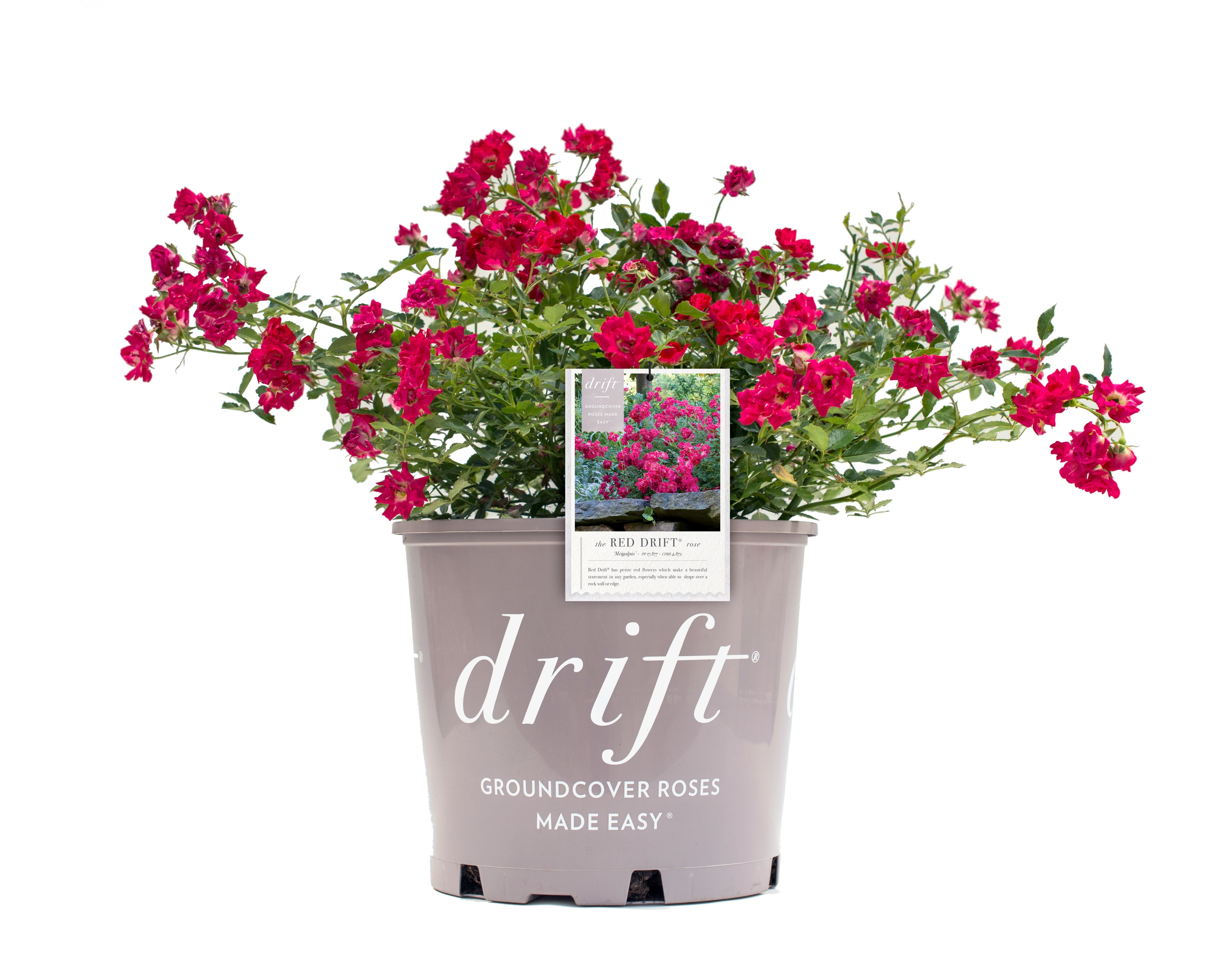 Drift Roses Red Drift Rose 2 Gallon (Rosa) Petite Red Flowers Are ...