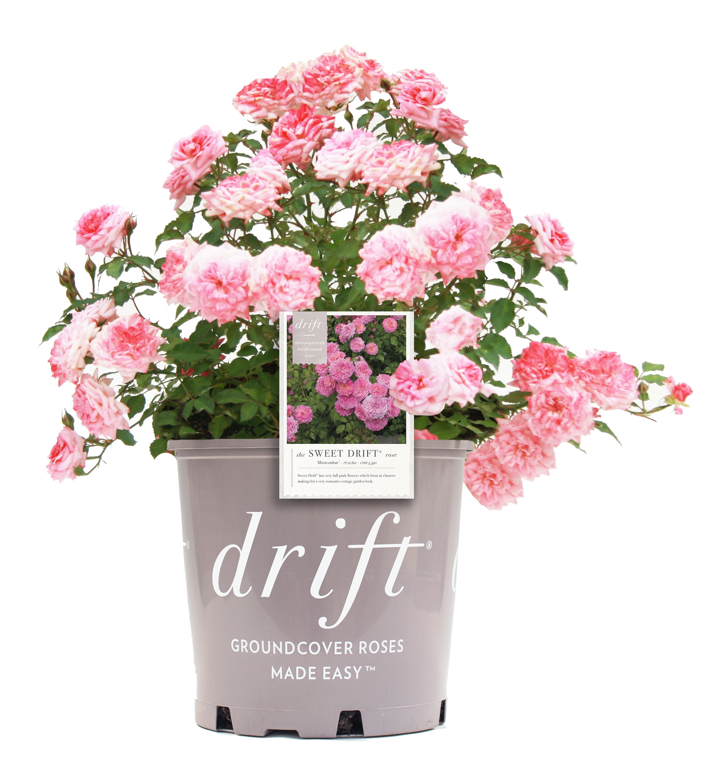 Drift Roses Sweet Drift Rose 2 Gallon (Rosa) Clear Pink Double Flowers ...