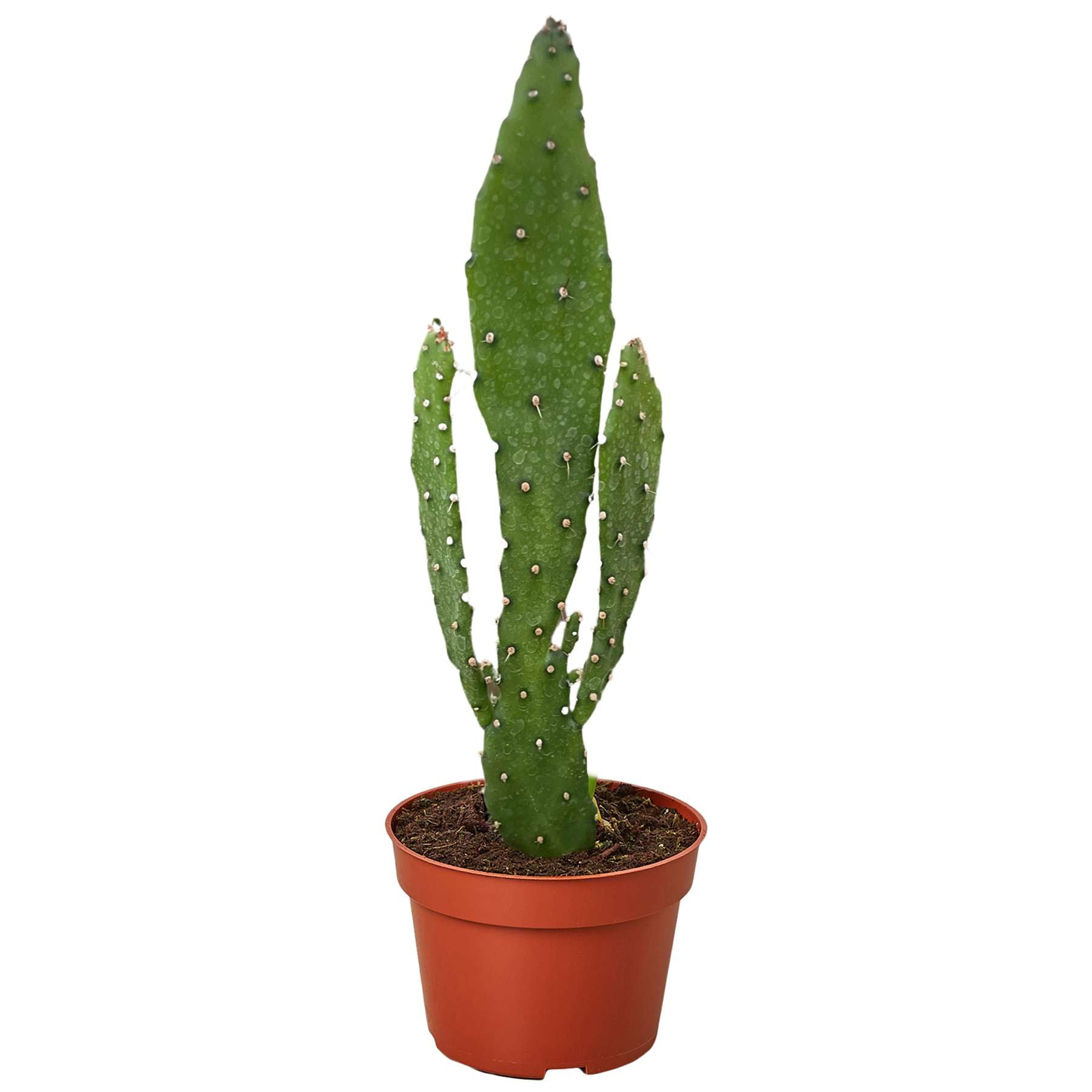 Drooping Prickly Pear Cactus Live Plant for Indoor | Different ...