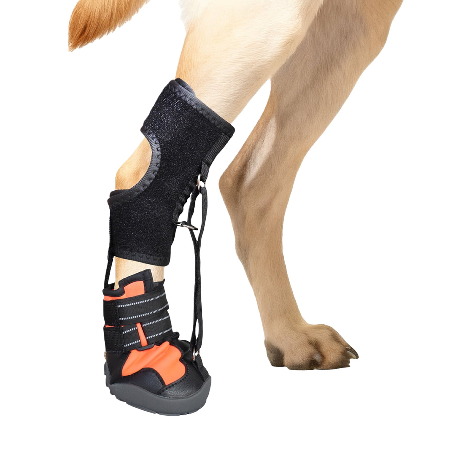 Drops Foot Brace with Reel for Corrective Dog Shoes, Improves Walking ...