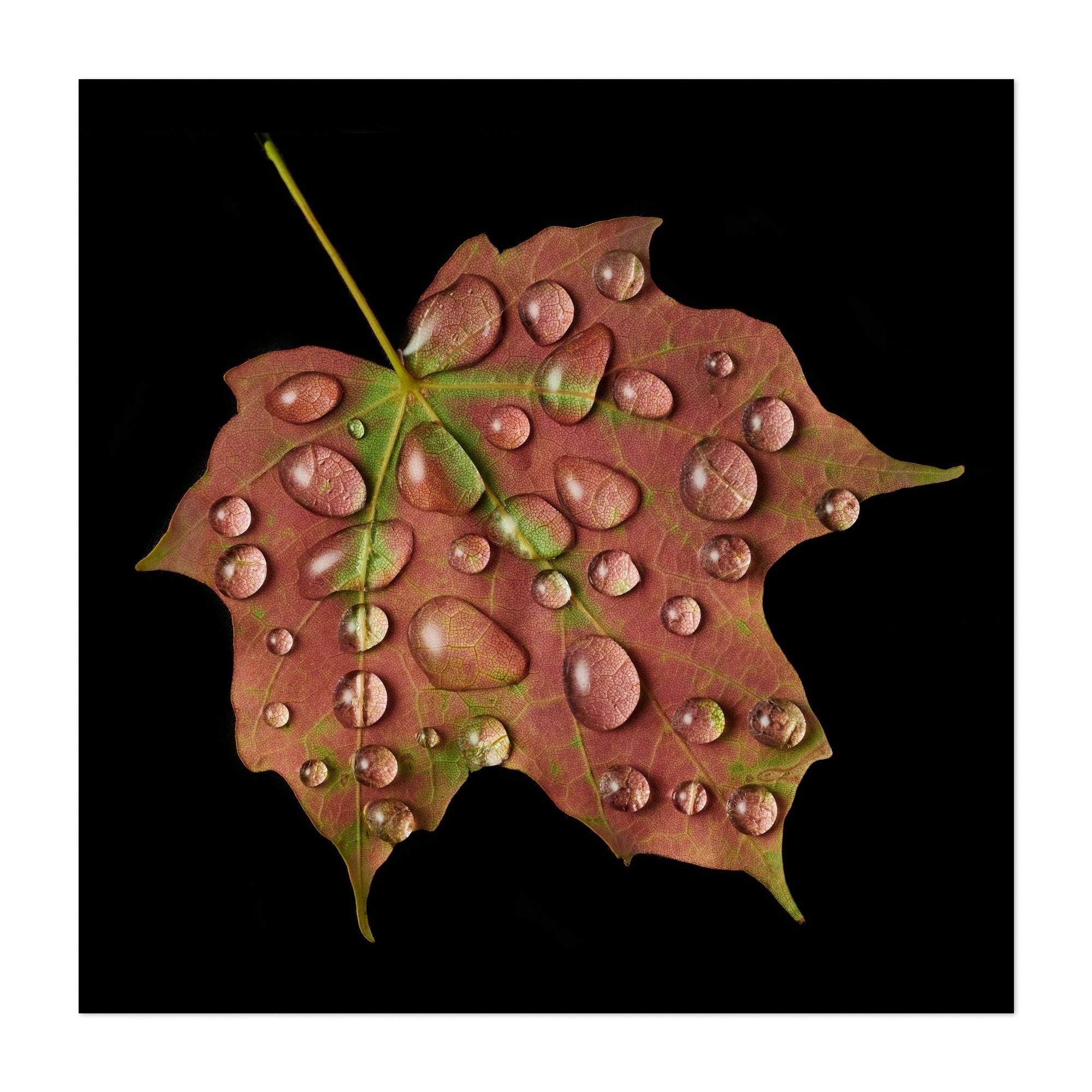Drops On A Maple Leaf - Photography Autumn Nature Botanical Water ...