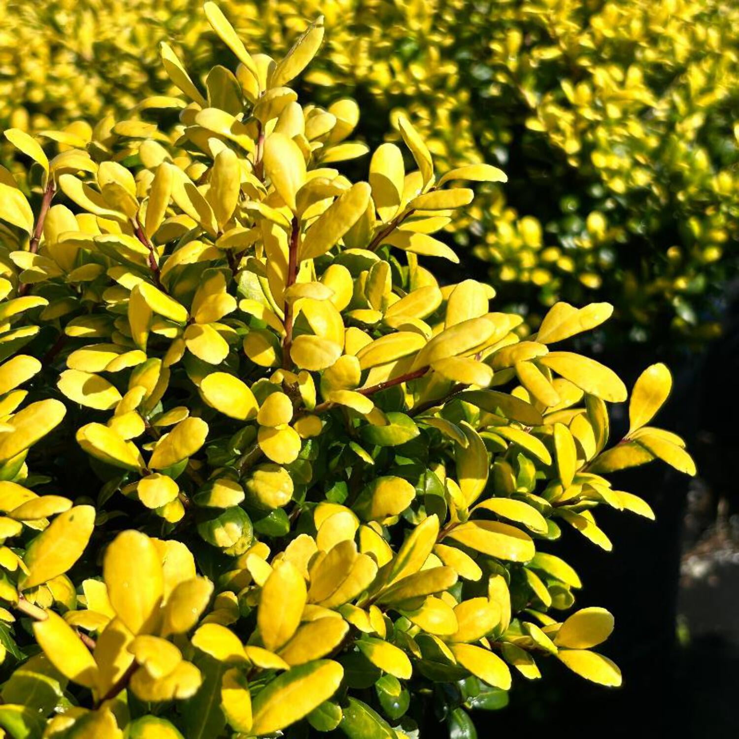 Drops of Gold Japanese Holly - Ilex crenata 'Drops of Gold' - Walmart.com