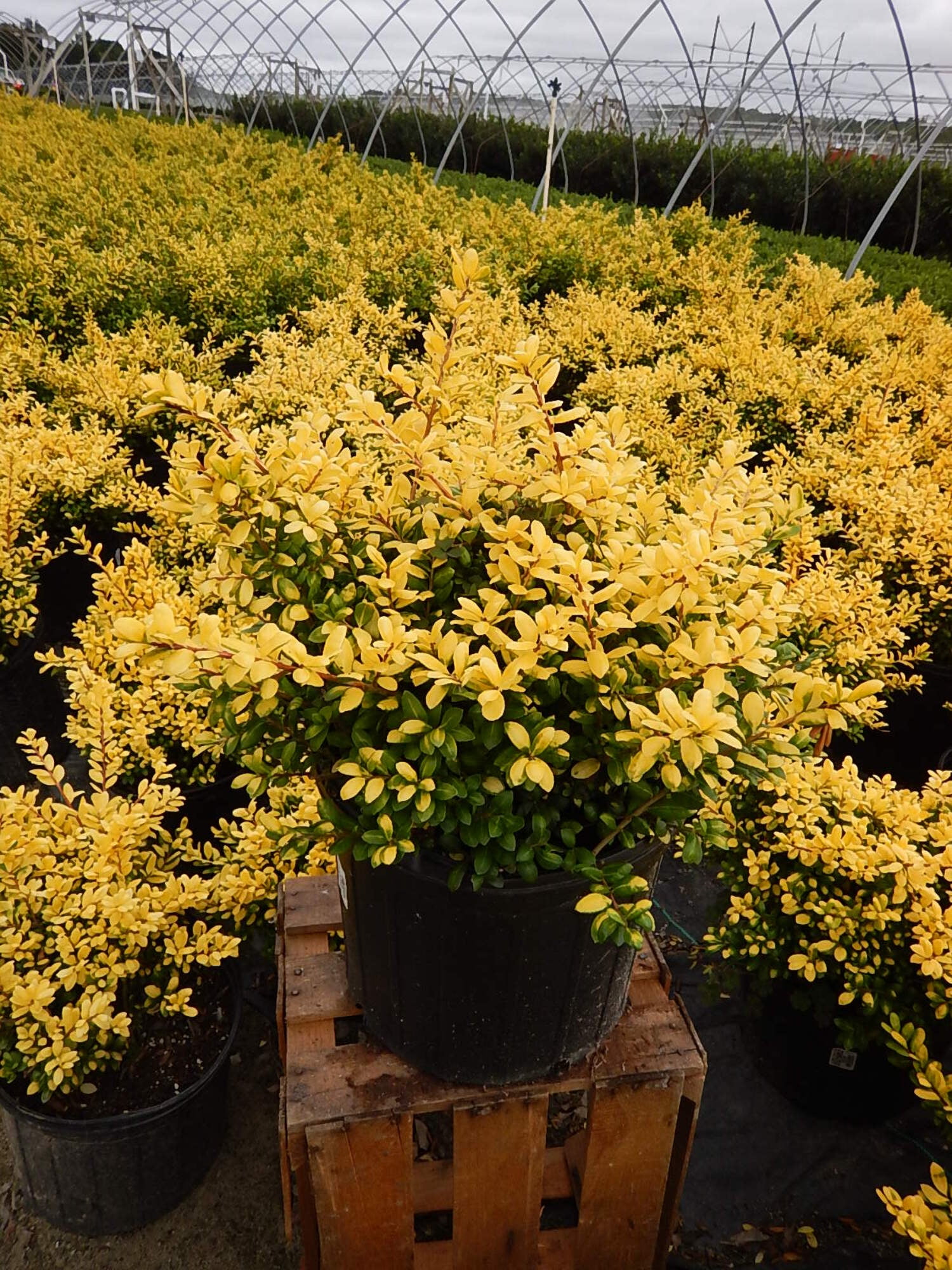 Drops of Gold Japanese Holly - Walmart.com