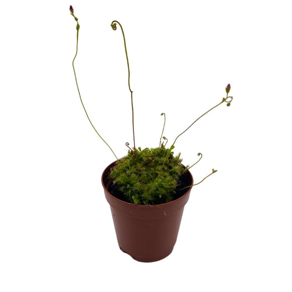 Sun Drop Plant