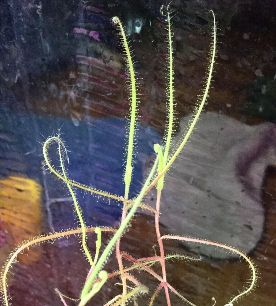 Drosera finlaysoniana "pink flower" Carnivorous Plant Seeds - Walmart.com