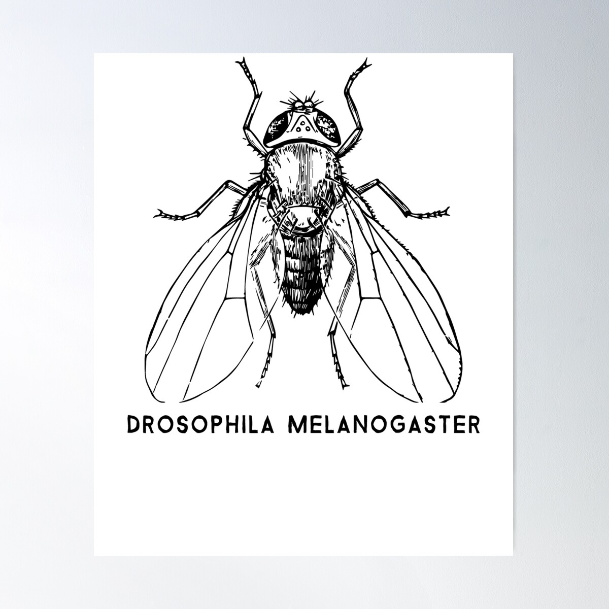 Drosophila Melanogaster Fruit Fly For Scientists Poster Wall Art ...