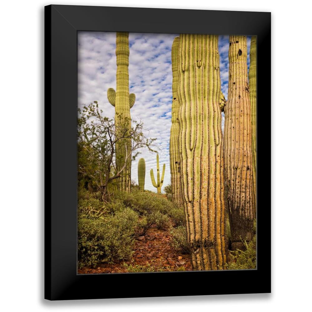 Drost, David 19x24 Black Modern Framed Museum Art Print Titled - Cacti ...