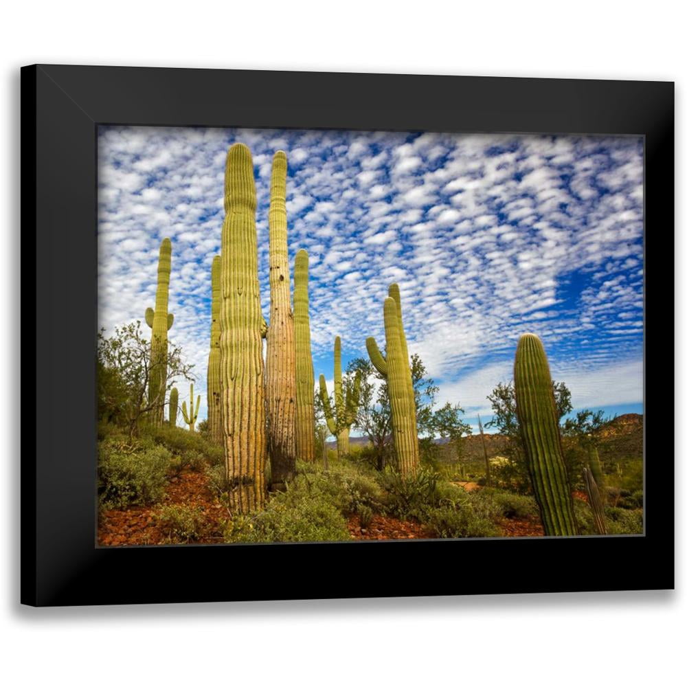 Drost, David 24x19 Black Modern Framed Museum Art Print Titled - Cacti ...