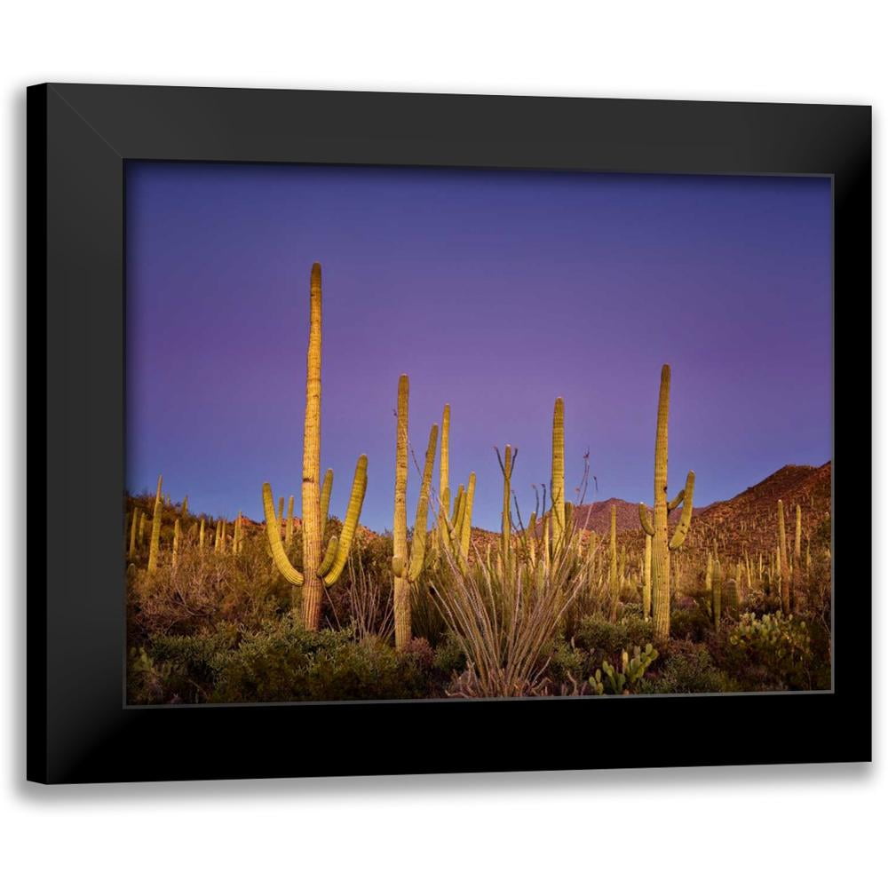 Drost, David 24x19 Black Modern Framed Museum Art Print Titled - Cacti ...
