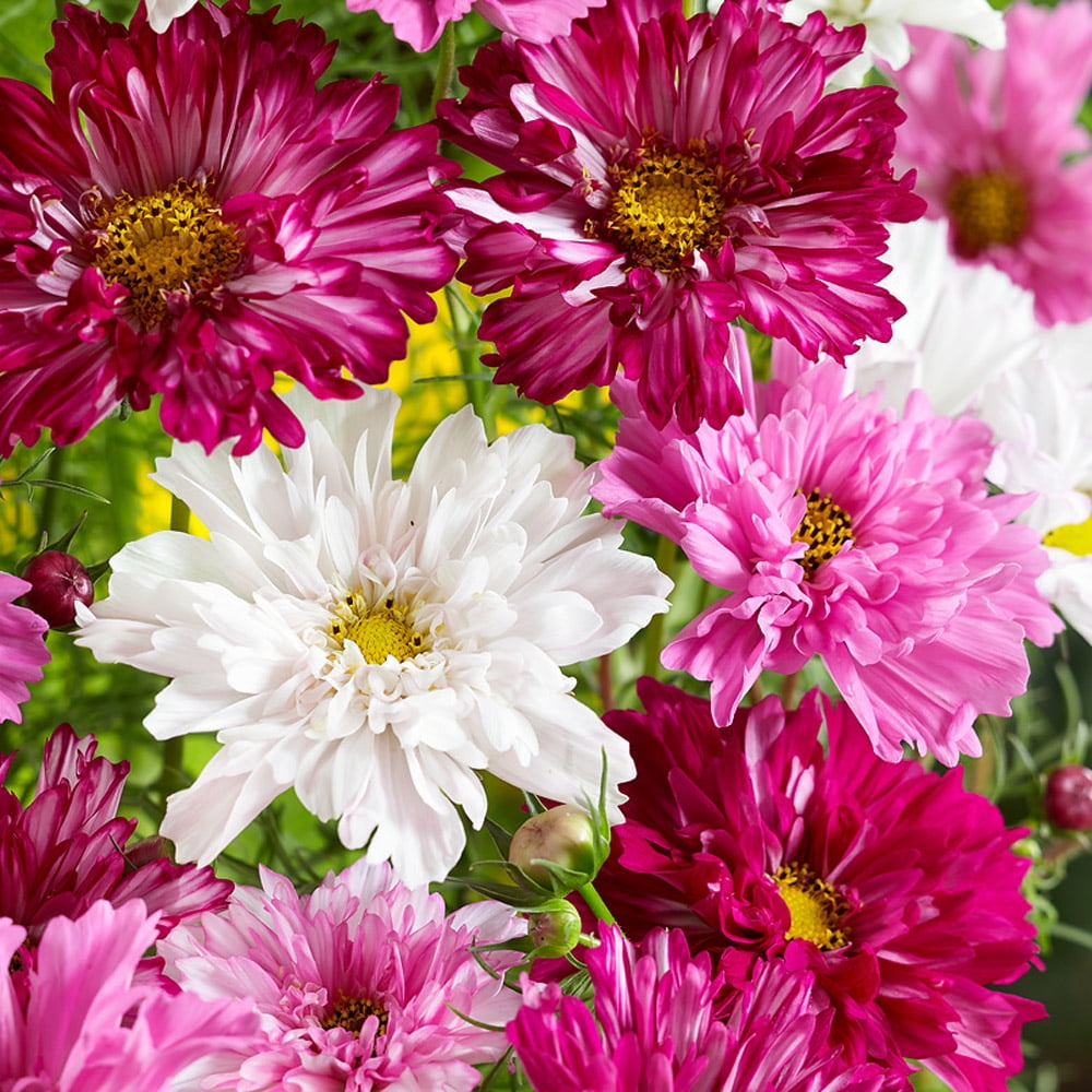 Drought Tolerant Cosmos Bipinnatus Double Click Garden Flower Plant ...