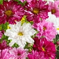 Drought Tolerant Cosmos Bipinnatus Double Click Garden Flower Plant ...