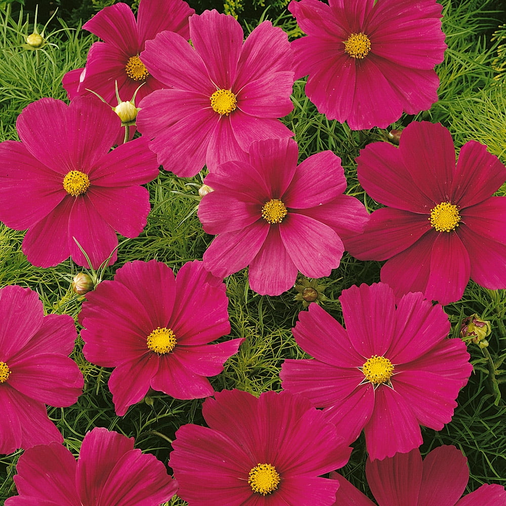 Outsidepride Sonata 100 Cosmos Bipinnatus Carmine Plant Seeds, Drought ...