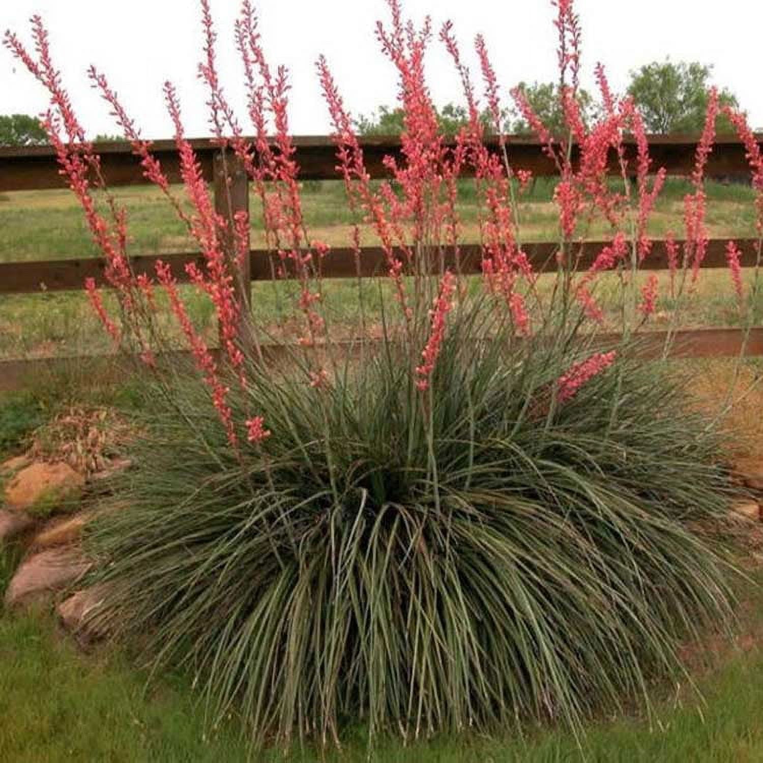 Outsidepride Drought Tolerant Red Yucca Seeds, Hesperaloe Parviflora ...