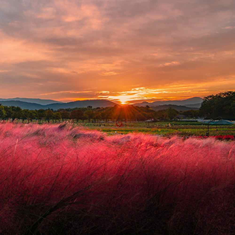Drought Tolerant Muhlenbergia Ruby Muhly Ornamental Grass Plant Seeds ...