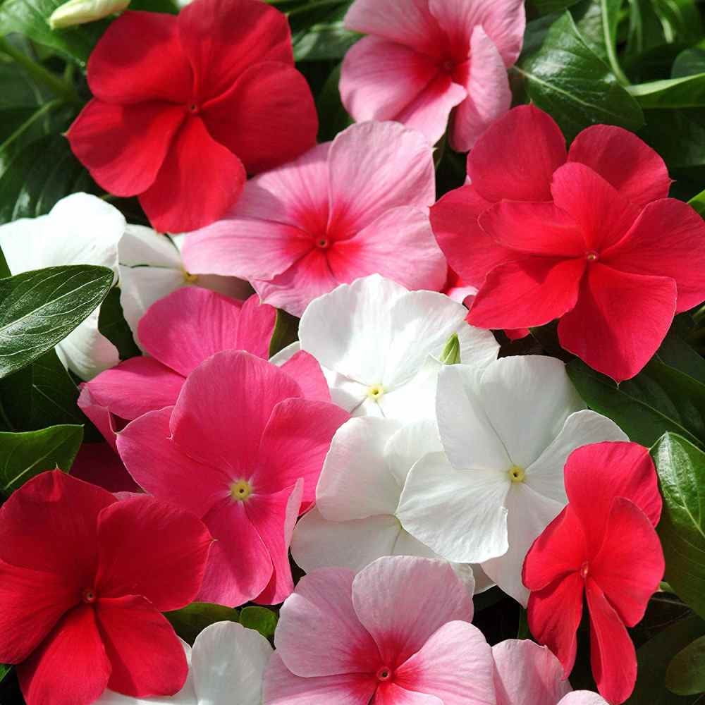 Outsidepride Drought Tolerant Periwinkle Vinca Rosea Seeds, 4000 Seeds ...