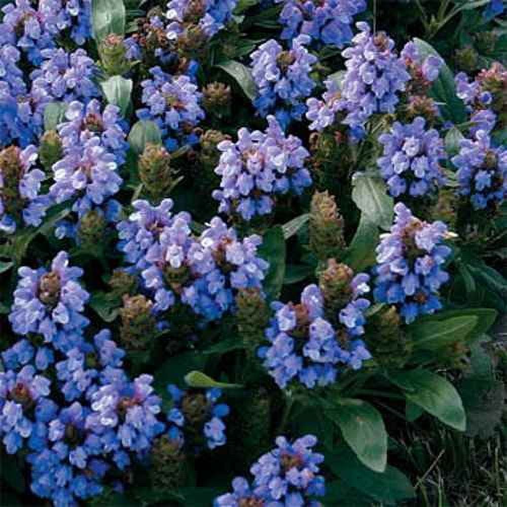 Drought Tolerant Prunella Grandiflora Blue Ground Cover Plant Seeds ...