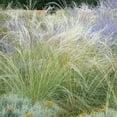 Drought Tolerant Stipa Barbata Ornamental Grass Plant Seed - 20 Seeds ...