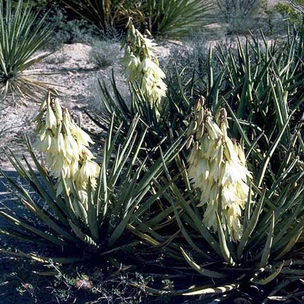 Outsidepride 10 Banana Yucca Plant Seeds, Drought Tolerant, Cold Hardy ...