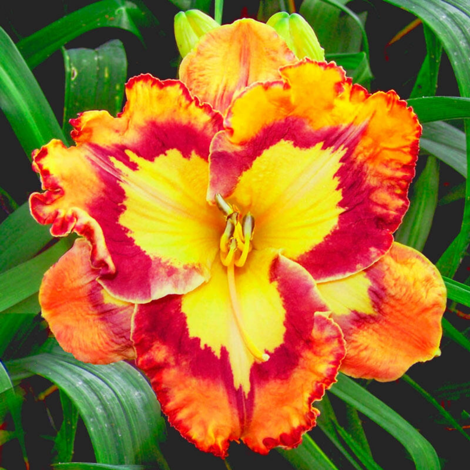Drought-resistant Light-loving,Daylily for planting perennial,Live ...