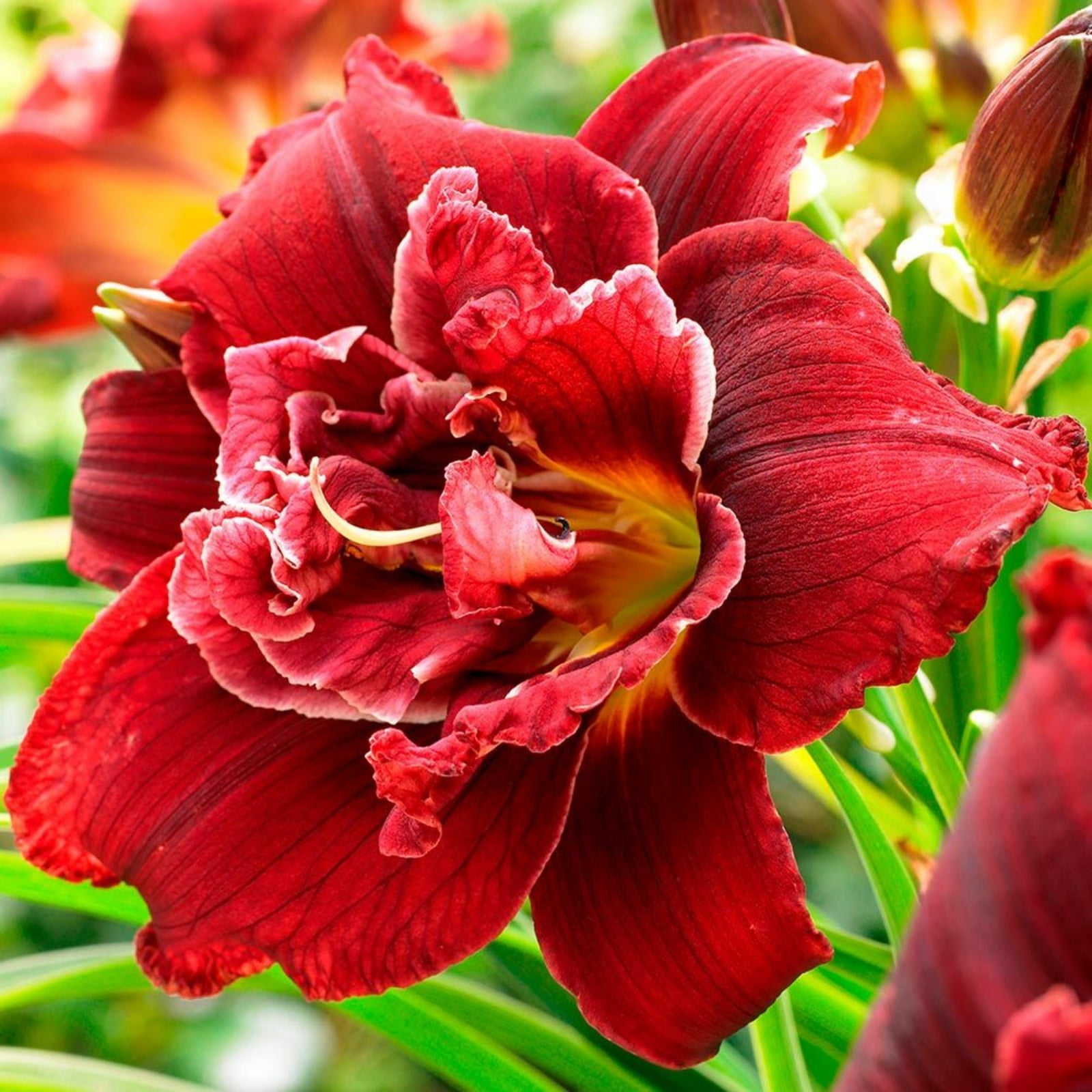 Drought-resistant Light-loving,Daylily for planting perennial,Live Green Plants,Daylily for ...