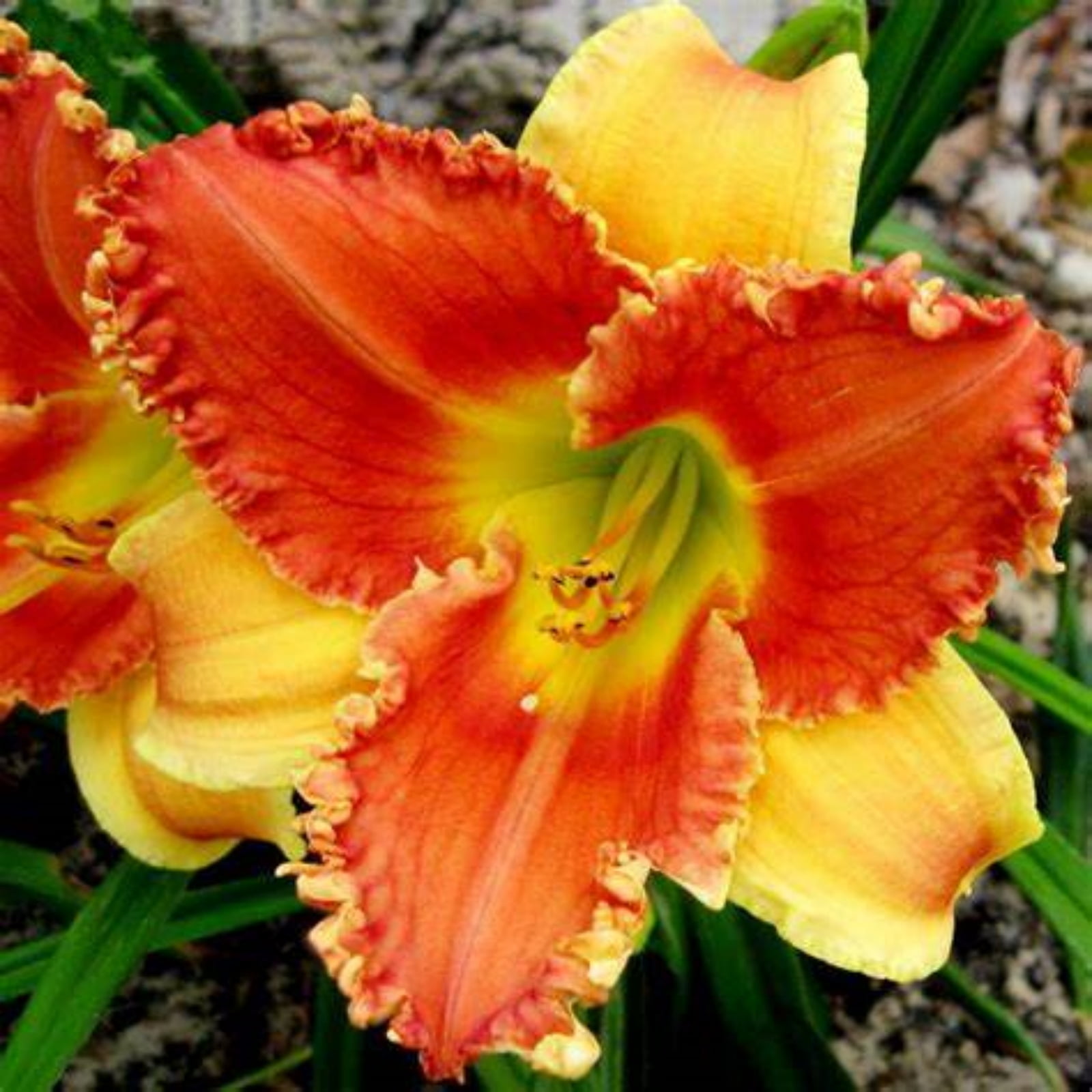 Drought-resistant Light-loving,Daylily for planting perennial,Live ...