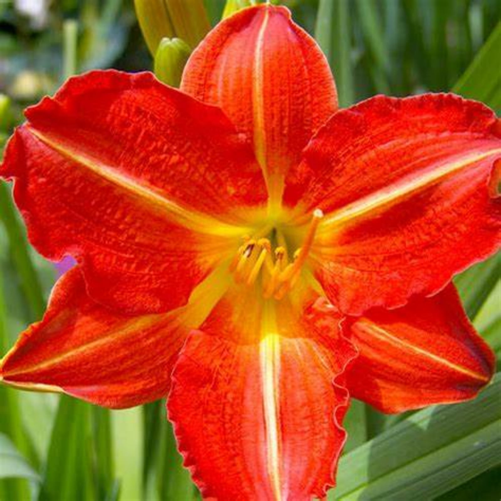 Drought-resistant Light-loving,Daylily for planting perennial,Live ...