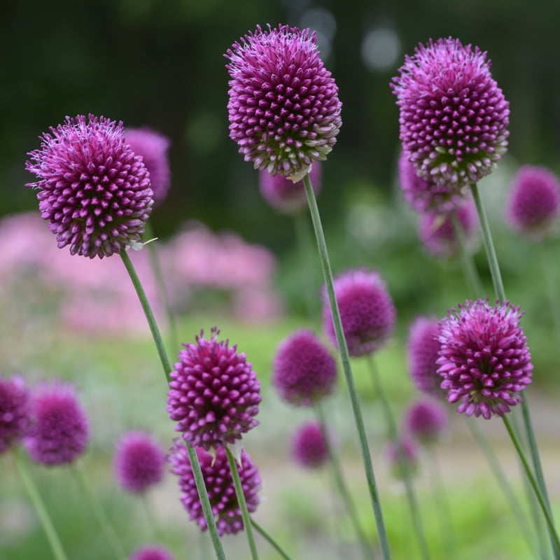 Drumstick Allium Flower Bulbs - 25 Bulbs per Pack - Attracts ...