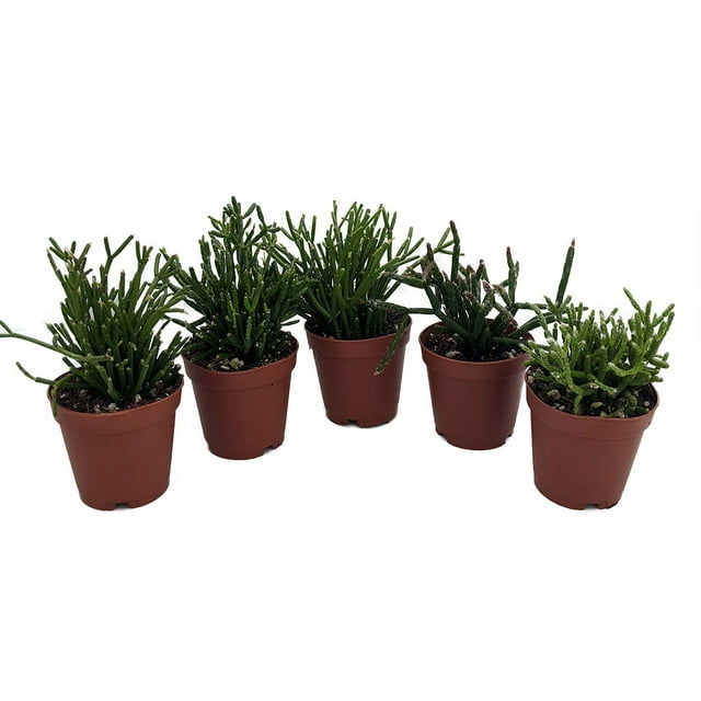 Drunkard's Dream Cactus/Spice Cactus - Rhipsalis - 5 Pack - 2" Pots ...
