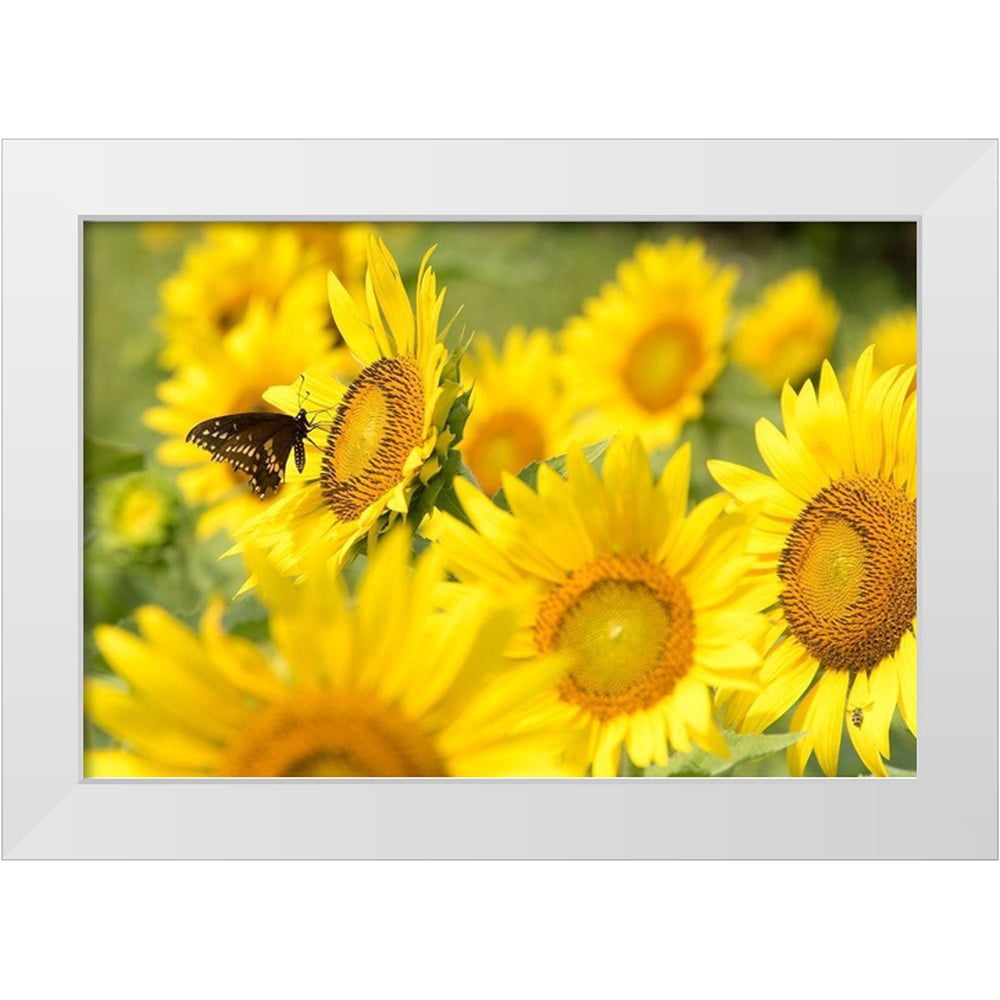 Drury, Trish 14x11 White Modern Wood Framed Museum Art Print Titled ...