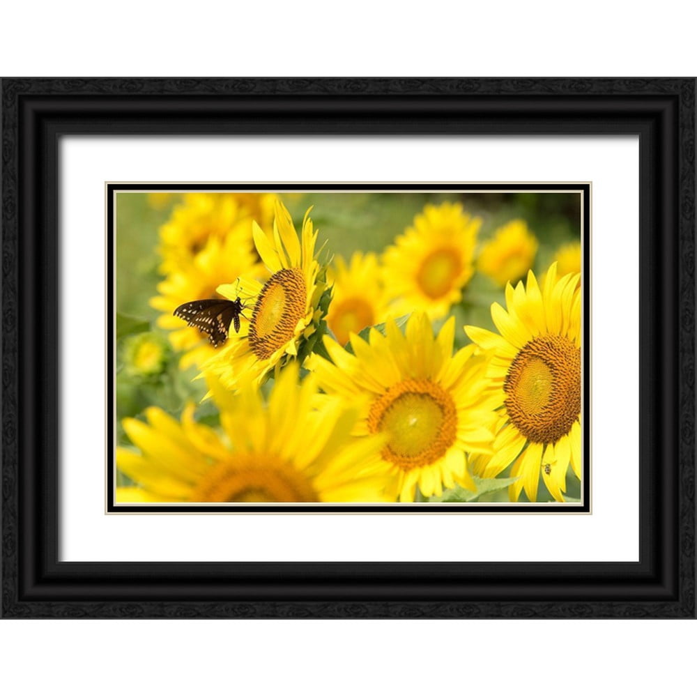 Drury, Trish 18x13 Black Ornate Wood Framed with Double Matting Museum ...