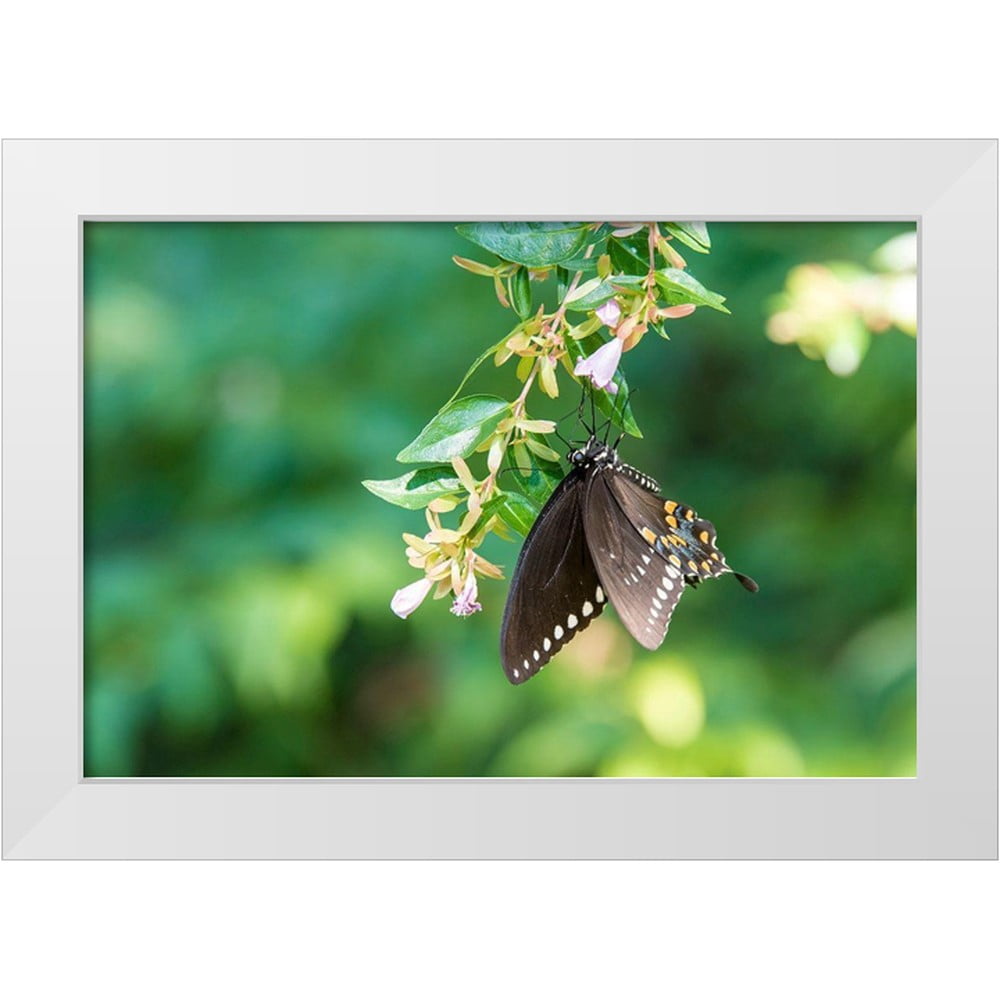 Drury, Trish 18x13 White Modern Wood Framed Museum Art Print Titled ...