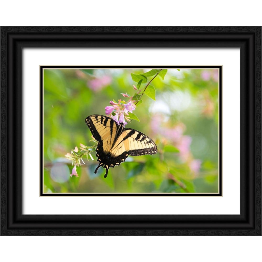 Drury, Trish 18x14 Black Ornate Wood Framed with Double Matting Museum ...
