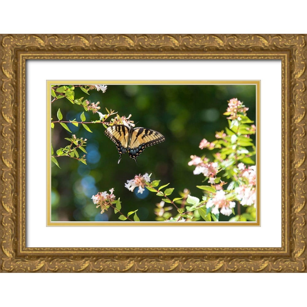 Drury, Trish 24x17 Gold Ornate Wood Framed with Double Matting Museum ...
