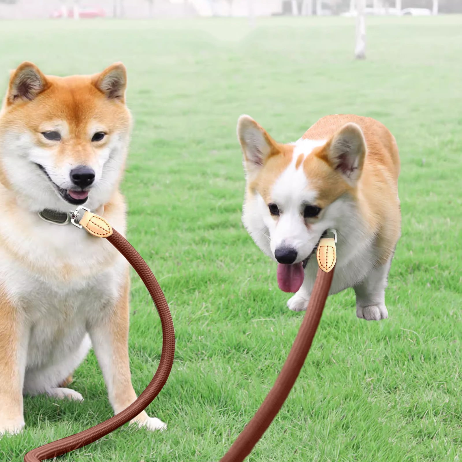 Dual Leash Splitter, Tandem Leash for Two Dogs, No Swivel Rotation ...