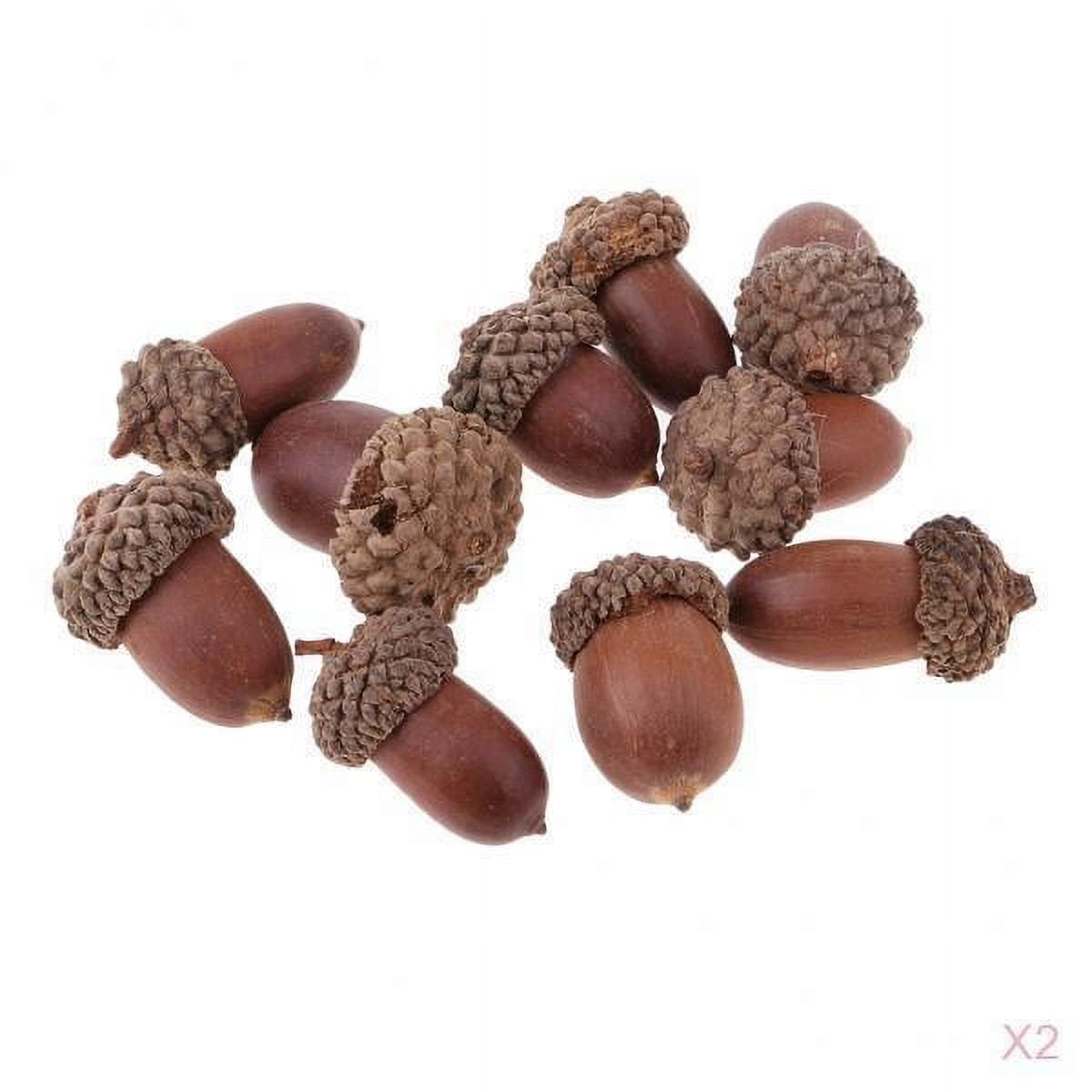 Dualoai 20 Pieces Natural Acorns Dried Table Ornament Home Christmas ...
