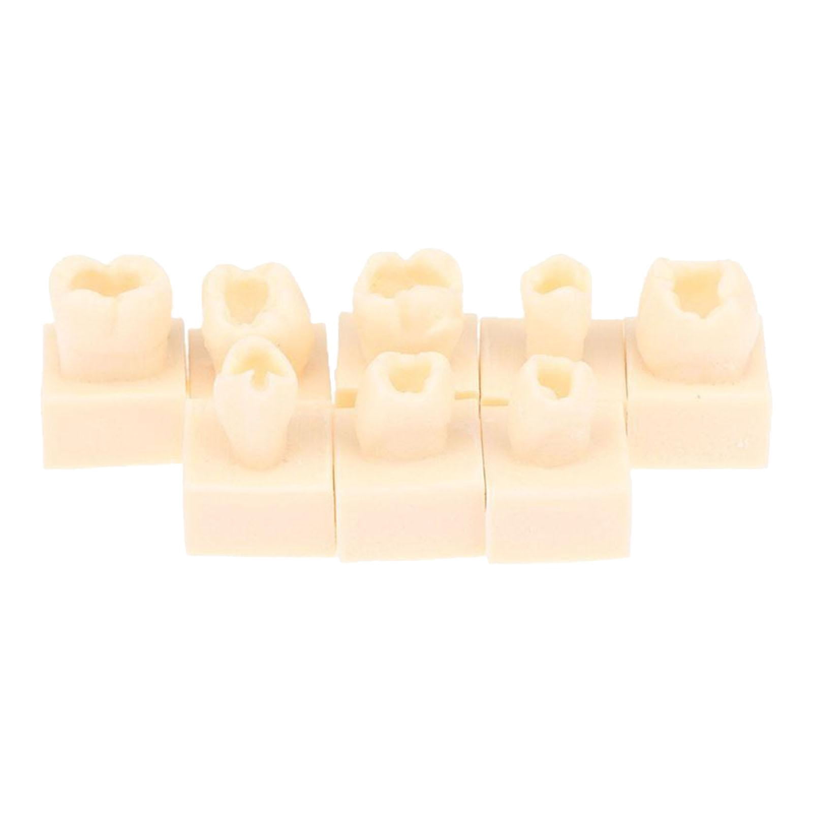 Dualoai 8Pcs Resin Model Set Educational Use Practice Tools for ...