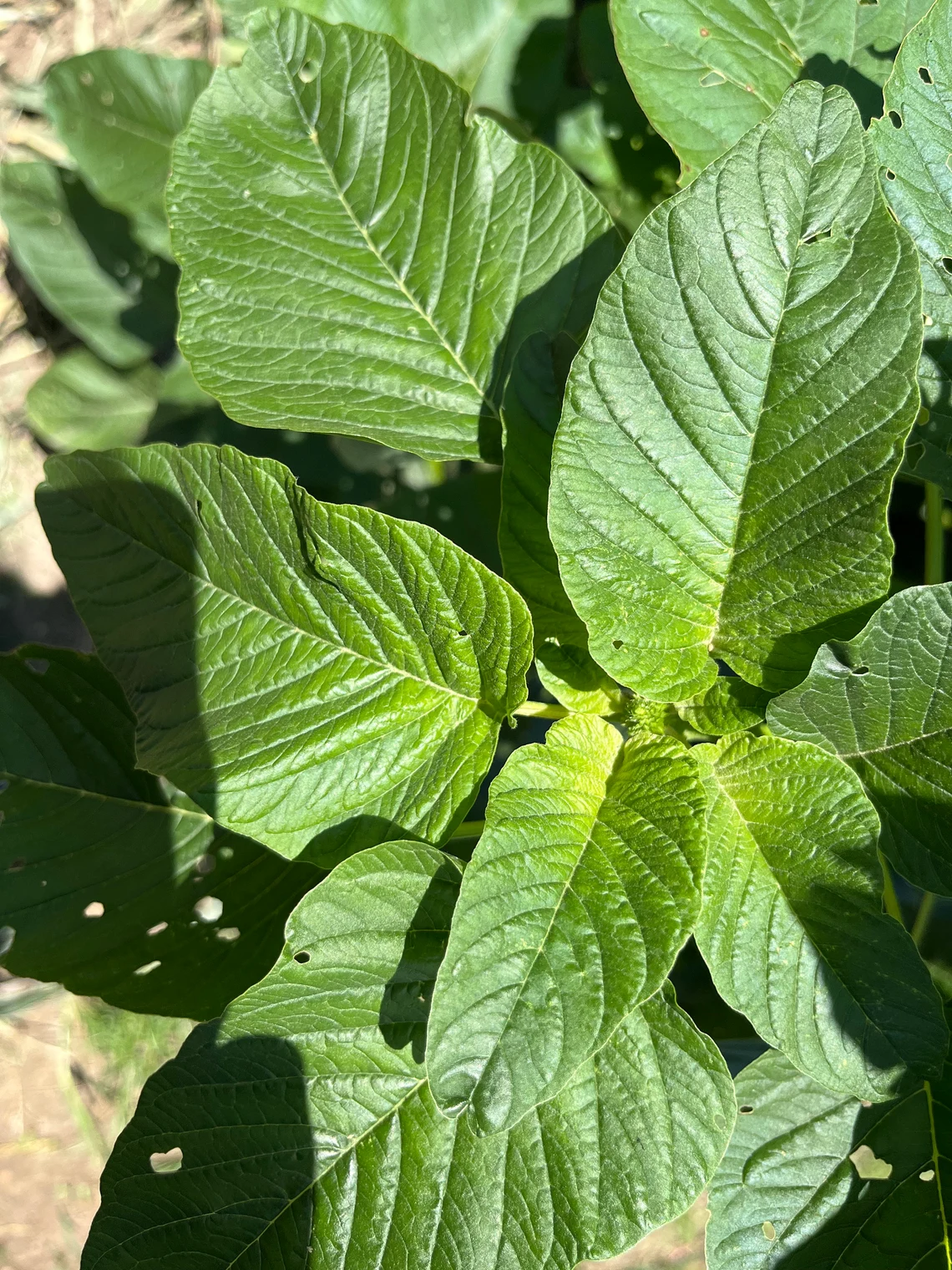 Sherwood Seeds Premium 100 Amaranthus Dubius Plant Seeds, Large Leaf ...