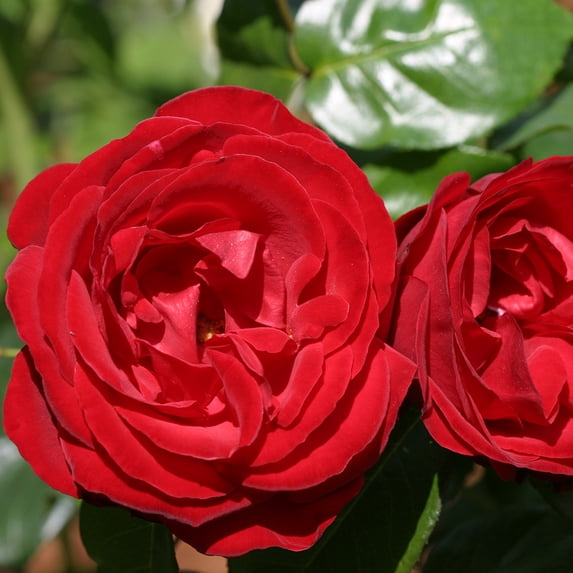 Dublin Bay® Rose by Heirloom Roses - Red Climbing Rose For Outdoor ...