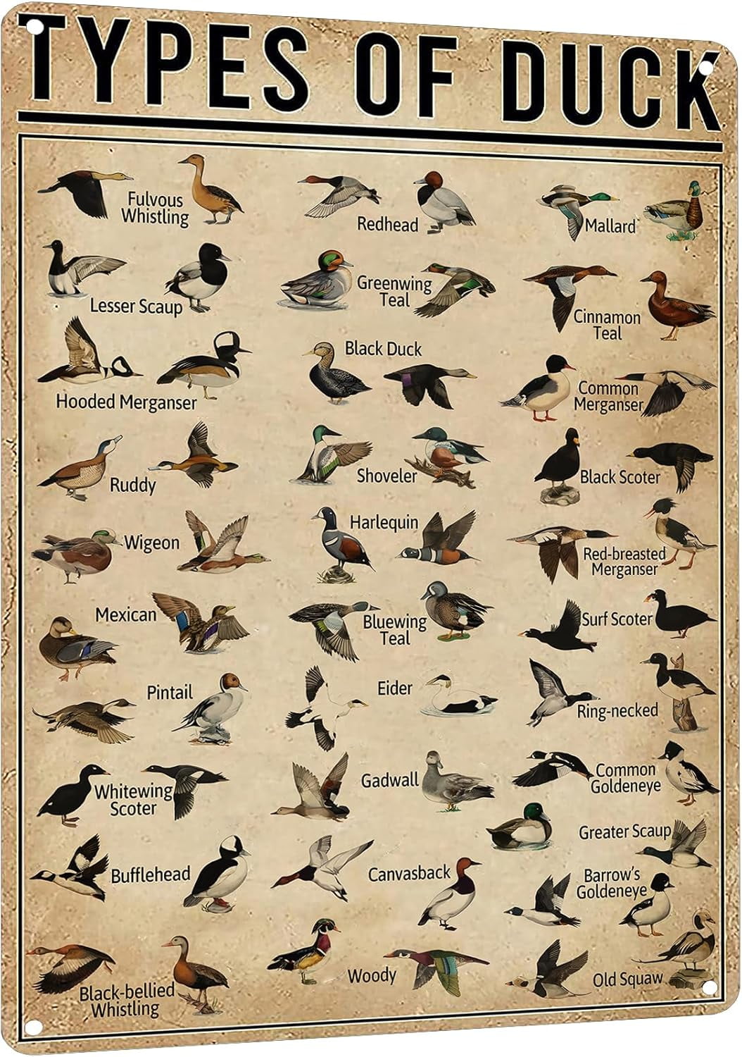 Duck Breeds Metal Poster - Educational & Decorative Types Of Duck Metal ...