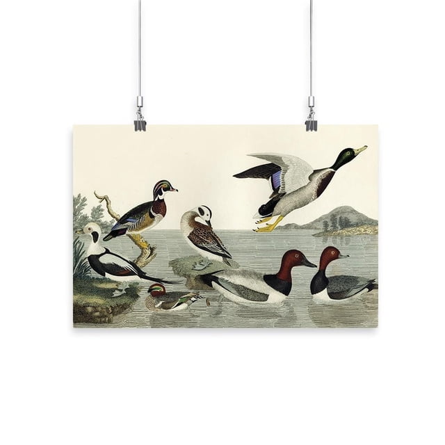 Duck Family Poster - Alexander Wilson Designs, - Walmart Business Supplies