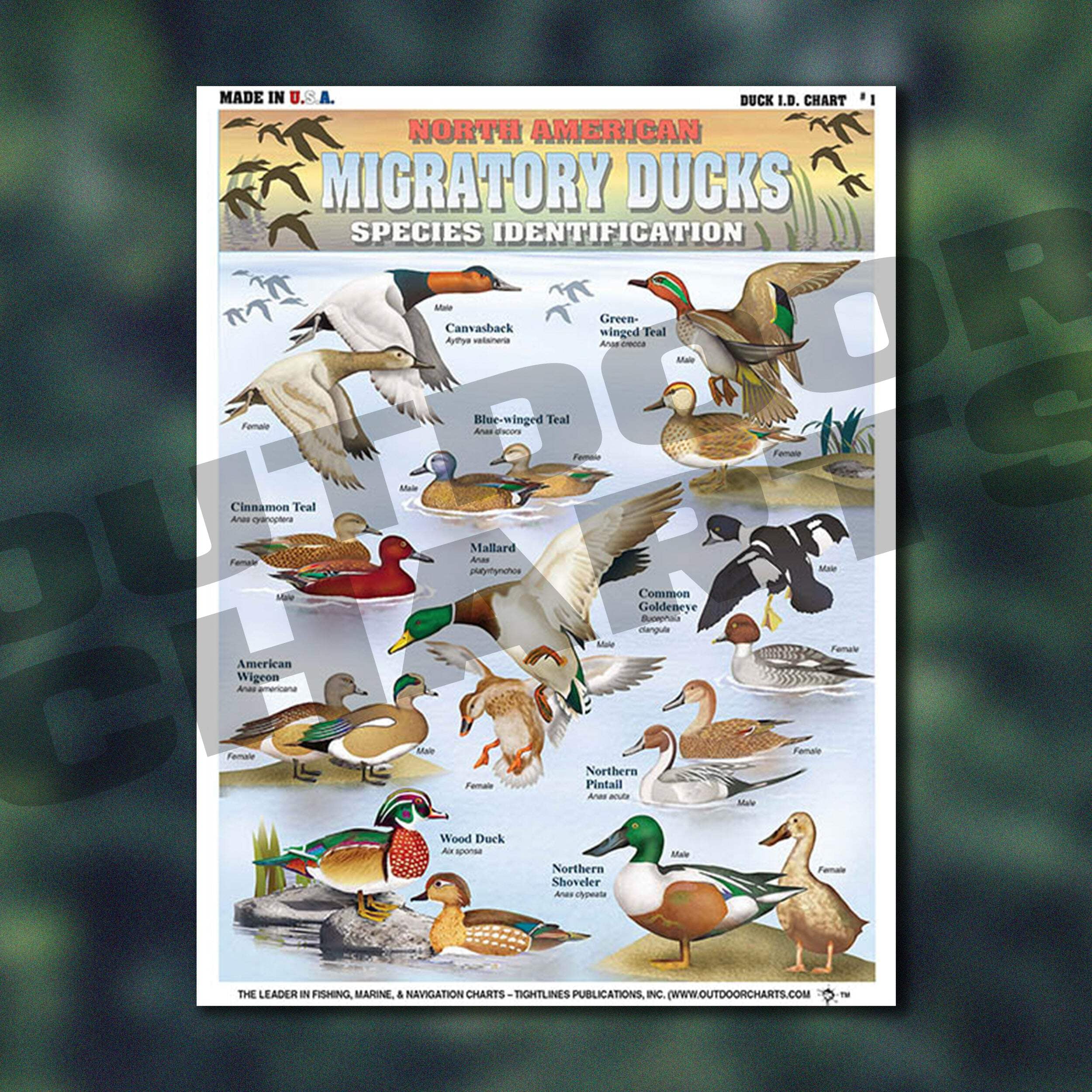 Duck Identification Chart #1 (North American Migratory Ducks) - Walmart.com