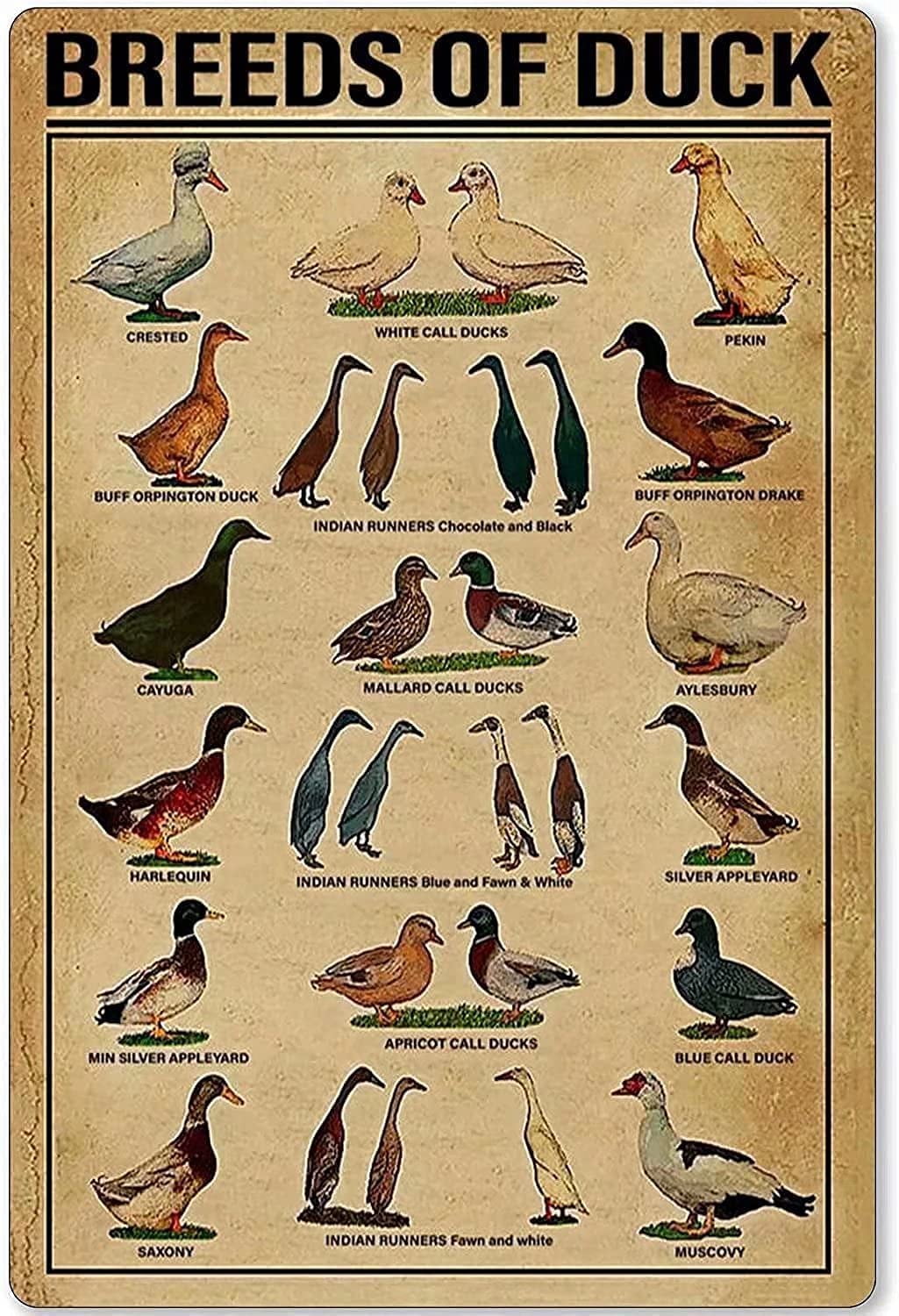 Duck Knowledge Metal Poster Breeds Of Duck Metal Print Tin Sign School ...