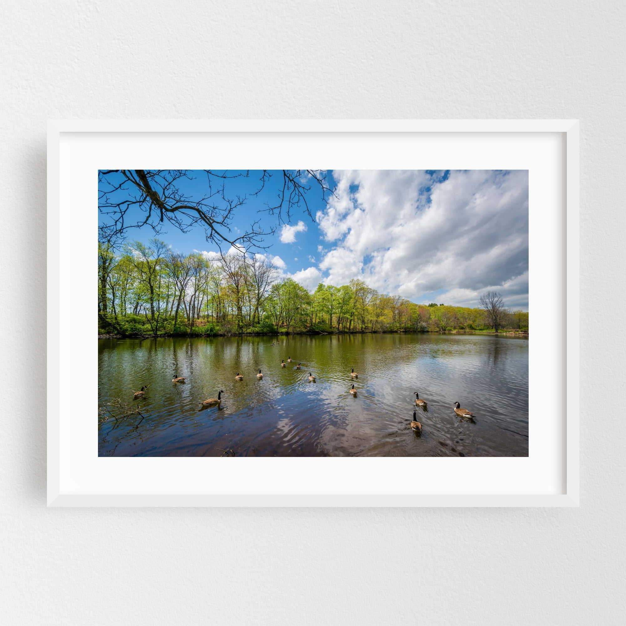 Duck Pond at Edgewood Park, New Haven 02 - Photography Lake Nature ...