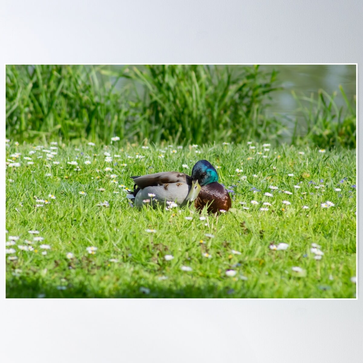 Duck amongst daisies Poster, 16x24 UNFRAMED - Walmart.com