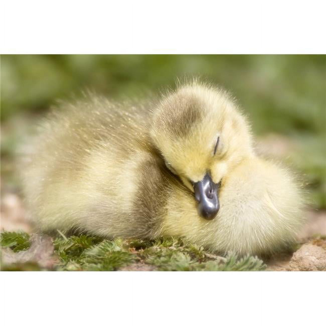 Duckling Poster Print by John Short - 17 x 11 - Walmart.com