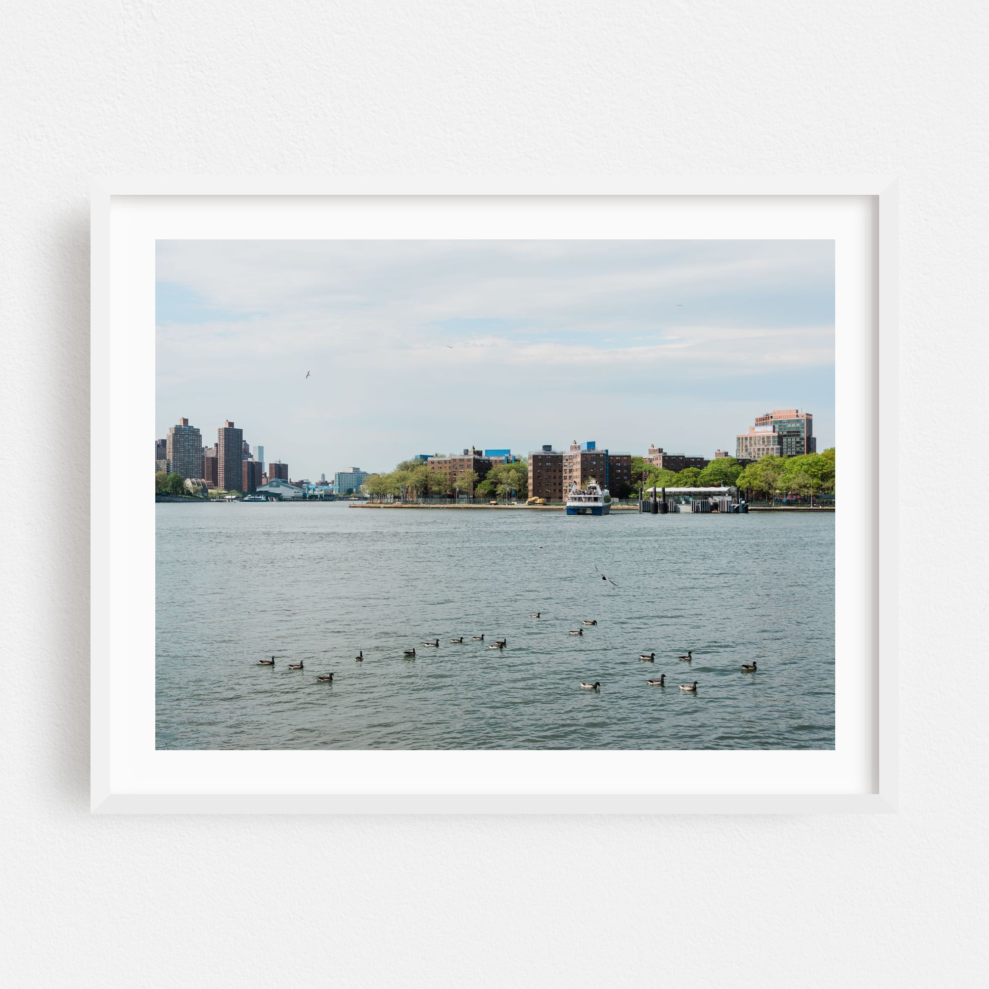Ducks in the East River - Queens New York Photography City Harbor ...