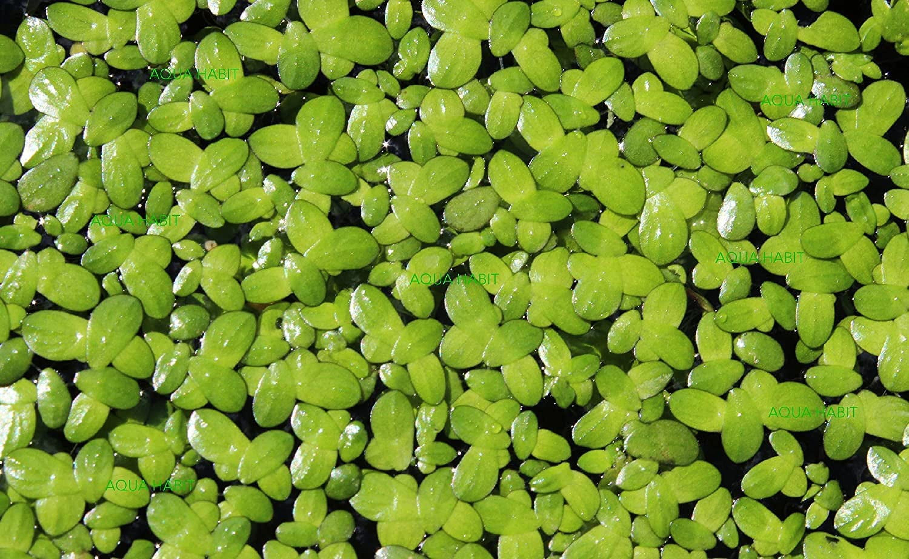 CZ Grain Duckweed Live Plants, 1 Pound, Floating Freshwater Plants for ...