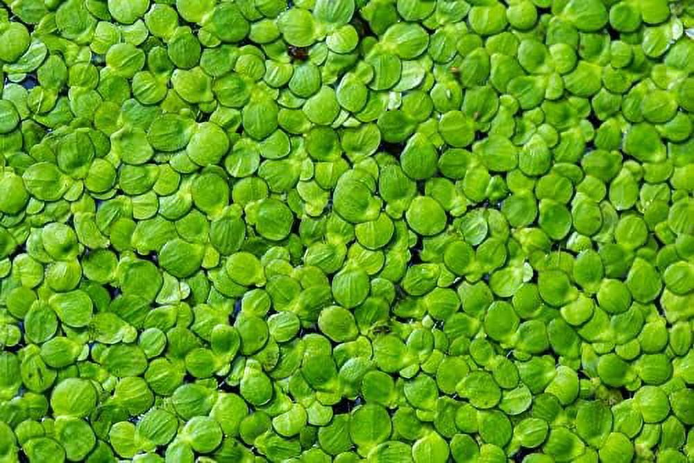 Lemna Minor Duckweed